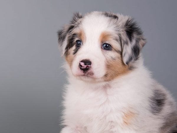 Available Pups | Healthy Australian Shepherd Puppies